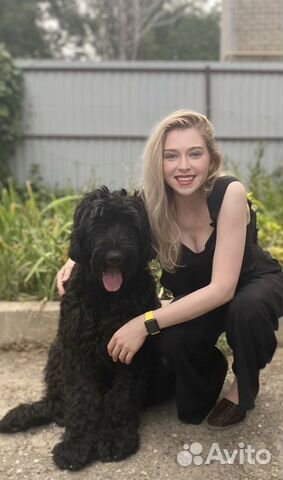 Русский черный терьер