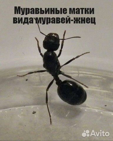 Колонии муравьев муравей-жнец мессор структор mess