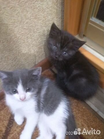 Котята в добрые руки приучены к лотку