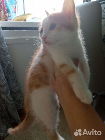 Кошка в дар
