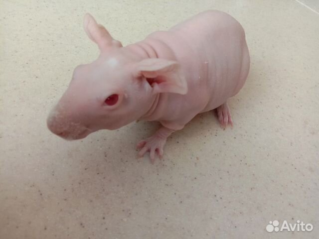 Морские свинки скинни