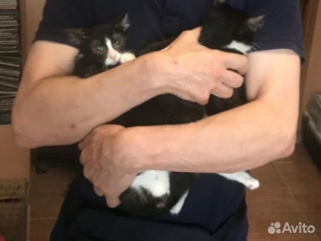 Котята в добрые руки бесплатно