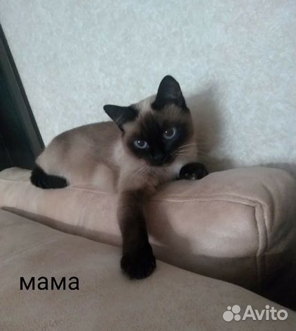 Тайские котята