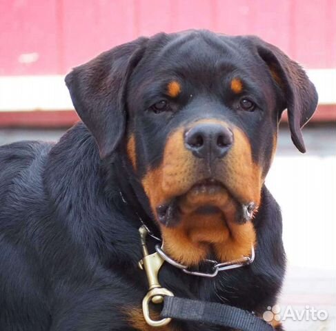 Ротвейлера мальчуган