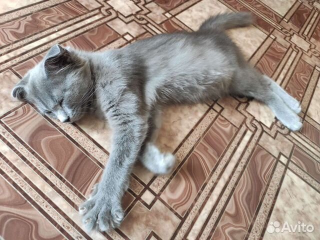 Котенок-помесь с вислоухой