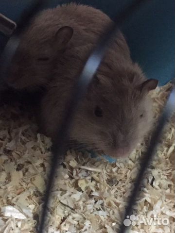 Мышки Песчанки