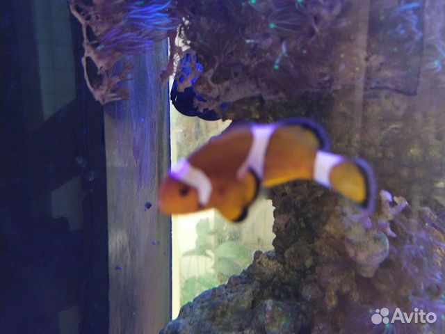 Морская рыба