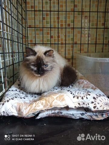 Милана в добрые руки