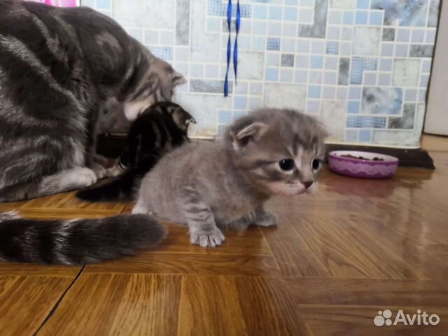 Котенок вислоухий