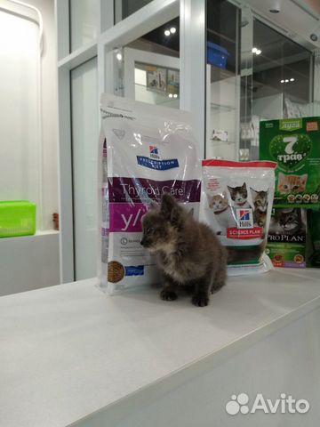 Котенок необыкновенный