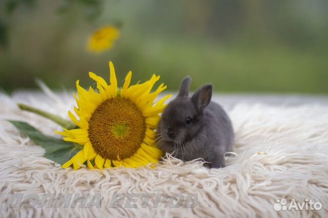 Кролик минор девочка голубого окраса