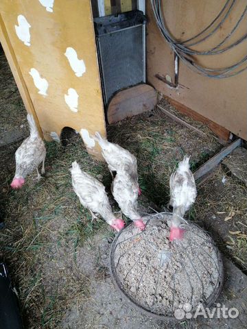 5 кур несушек