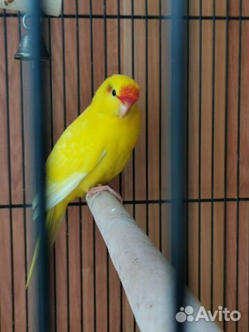 Новозеландский какарик попугайчик