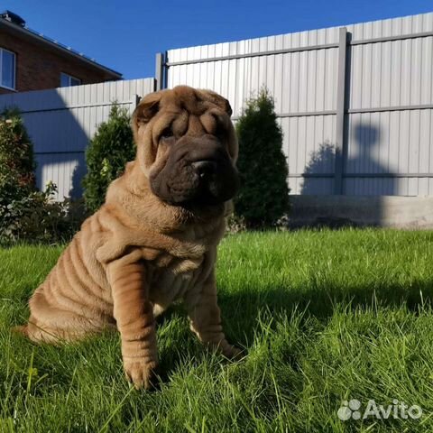 Щенки шарпей