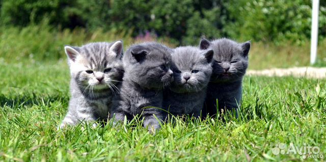Продается шотландский котёнок