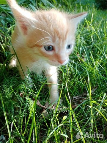 Котята в добрые руки даром