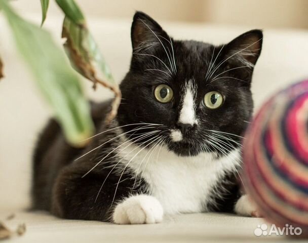 Прекрасный котик Маркизик около 2 лет в дар