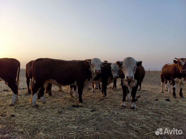 Быки на докорм