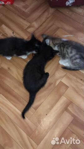 Котята в добрые руки. Приучены к лотку, очень ручн