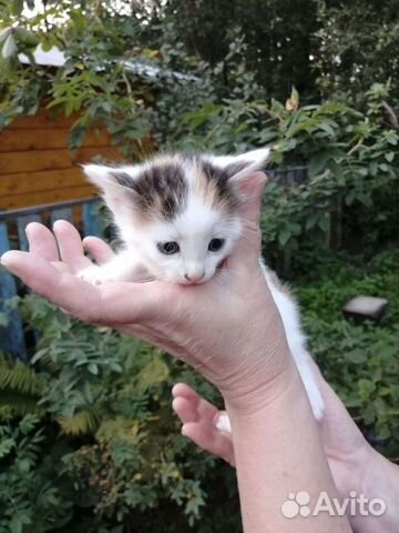 Котенок