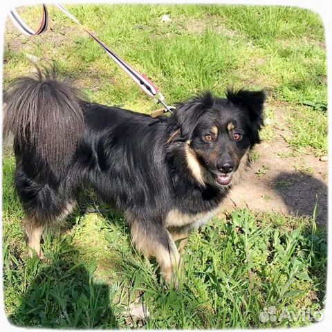 Стерилизованная милая девочка ищет дом