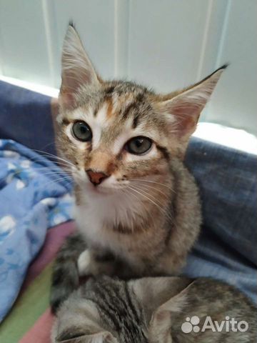 Котята в добрые руки бесплатно