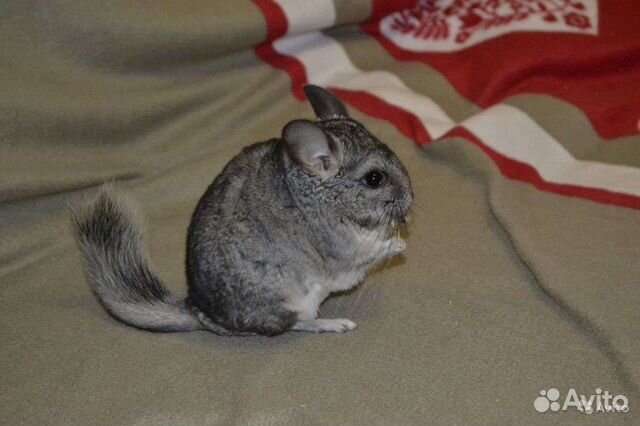 Британская шиншилла