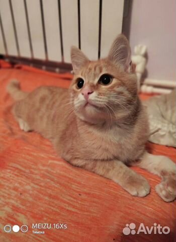 Очень особенный молодой котик ищет дом