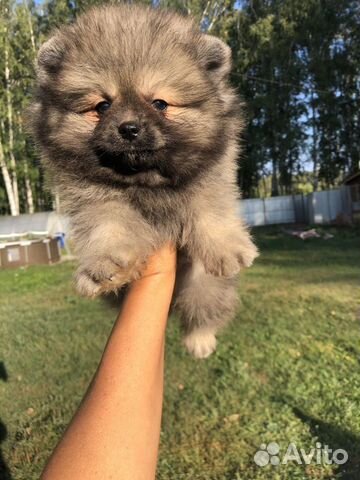 Шпицемишка