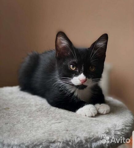 Котик Тимоша