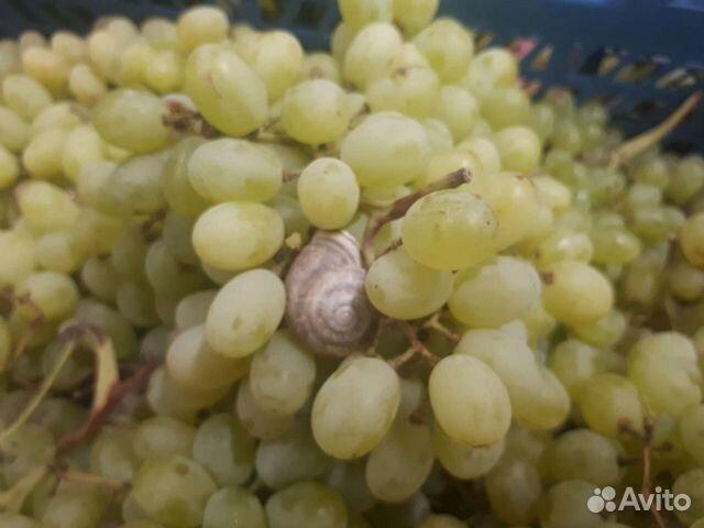 Улитки виноградные