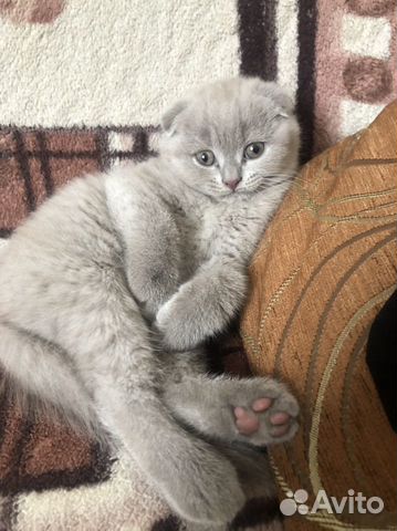 Британский вислоухий котенок