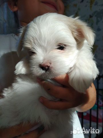 Щенки мальтезе