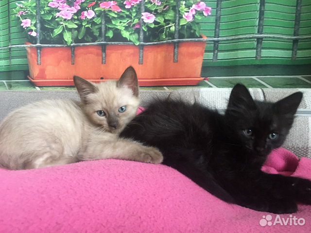 Котята Сфинкс браш