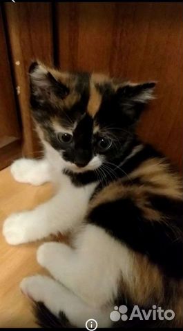 Очаровательный котенок