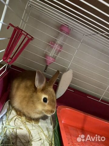 Карликовый кролик