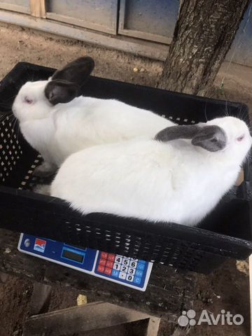 Кролики Калифорнийцы