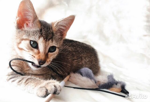 Котёночек