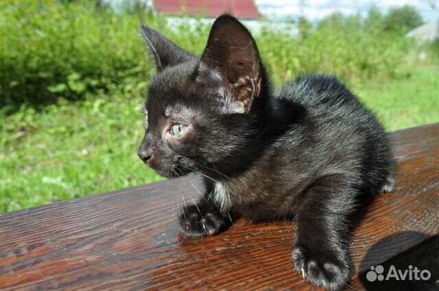 Домашние котята