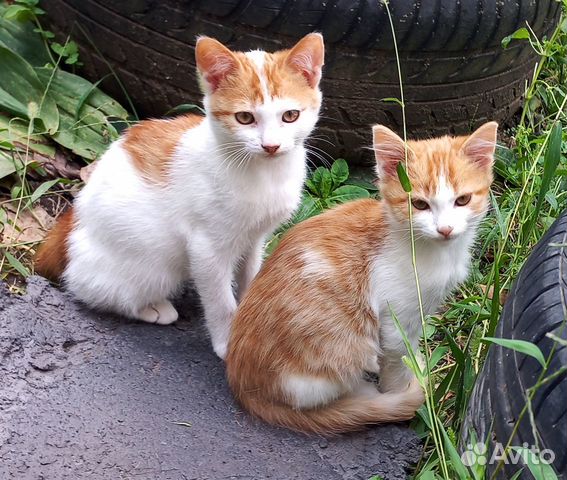 Золотистые котятки и их прекрасная мамочка