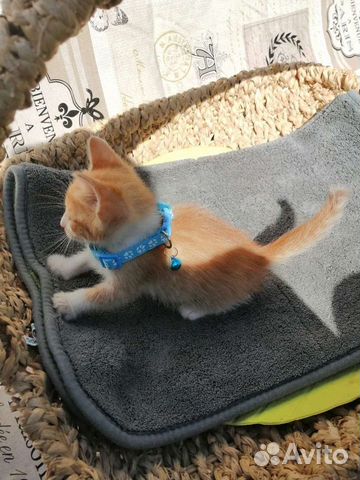 Рыжий котенок ищет дом