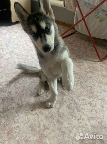 Сибирский хаски