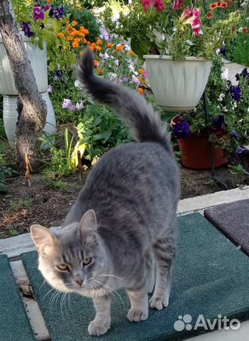 Кошка