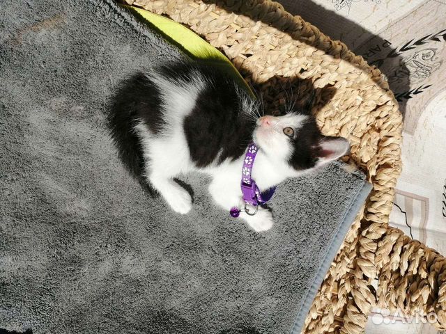 Черно белый котёнок ищет дом