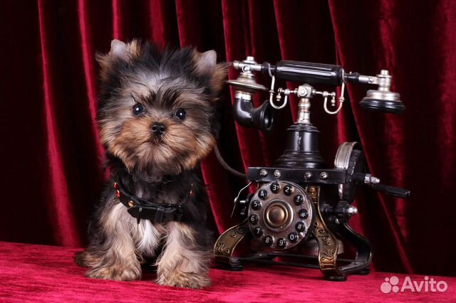 Йорка мини красавчик от Чемпионов РКФ