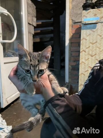Котенок милашка мальчик