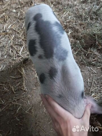 Кабанчик пьетрен+ландрас петрен