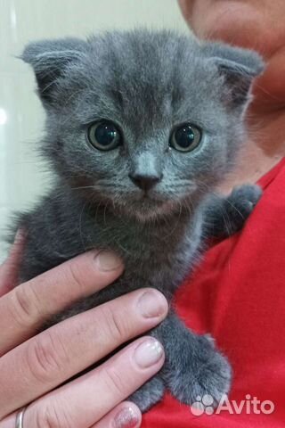 Британский котенок