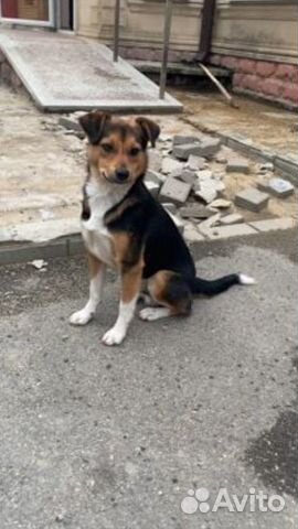 Ищет дом не большой пёсик Лютик