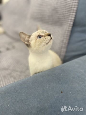 Кошка Таечка